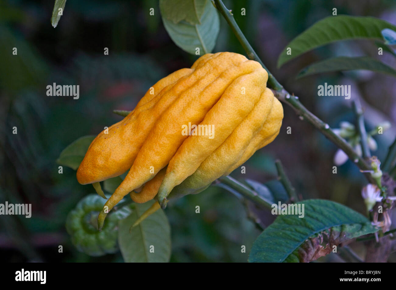 The exotic Citrus medica 'Digitata' growing in a container Stock Photo ...