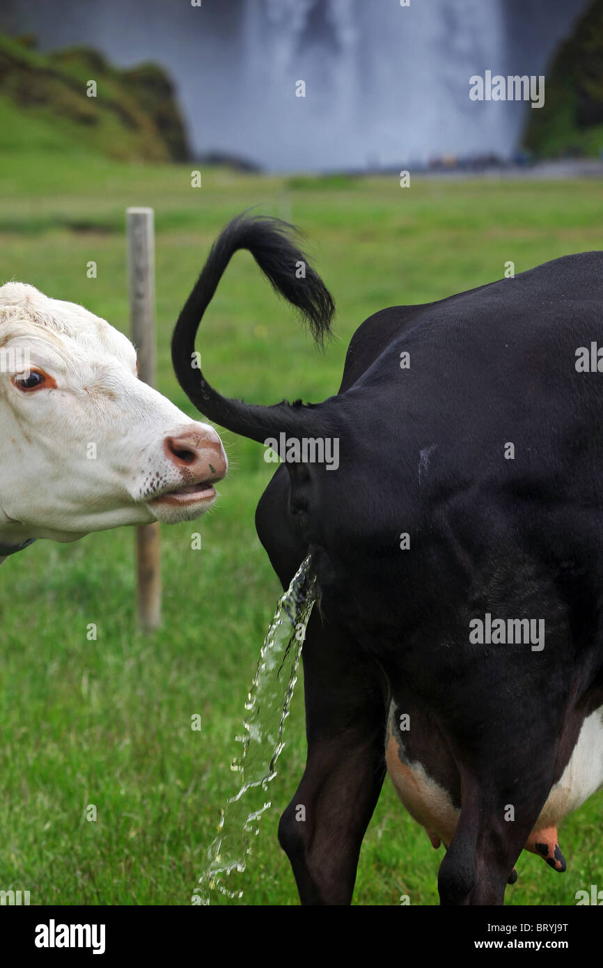 ICELANDIC COW WITH THE SKOGAFOSS FALLS IN THE BACKGROUND, SOUTHERN ...
