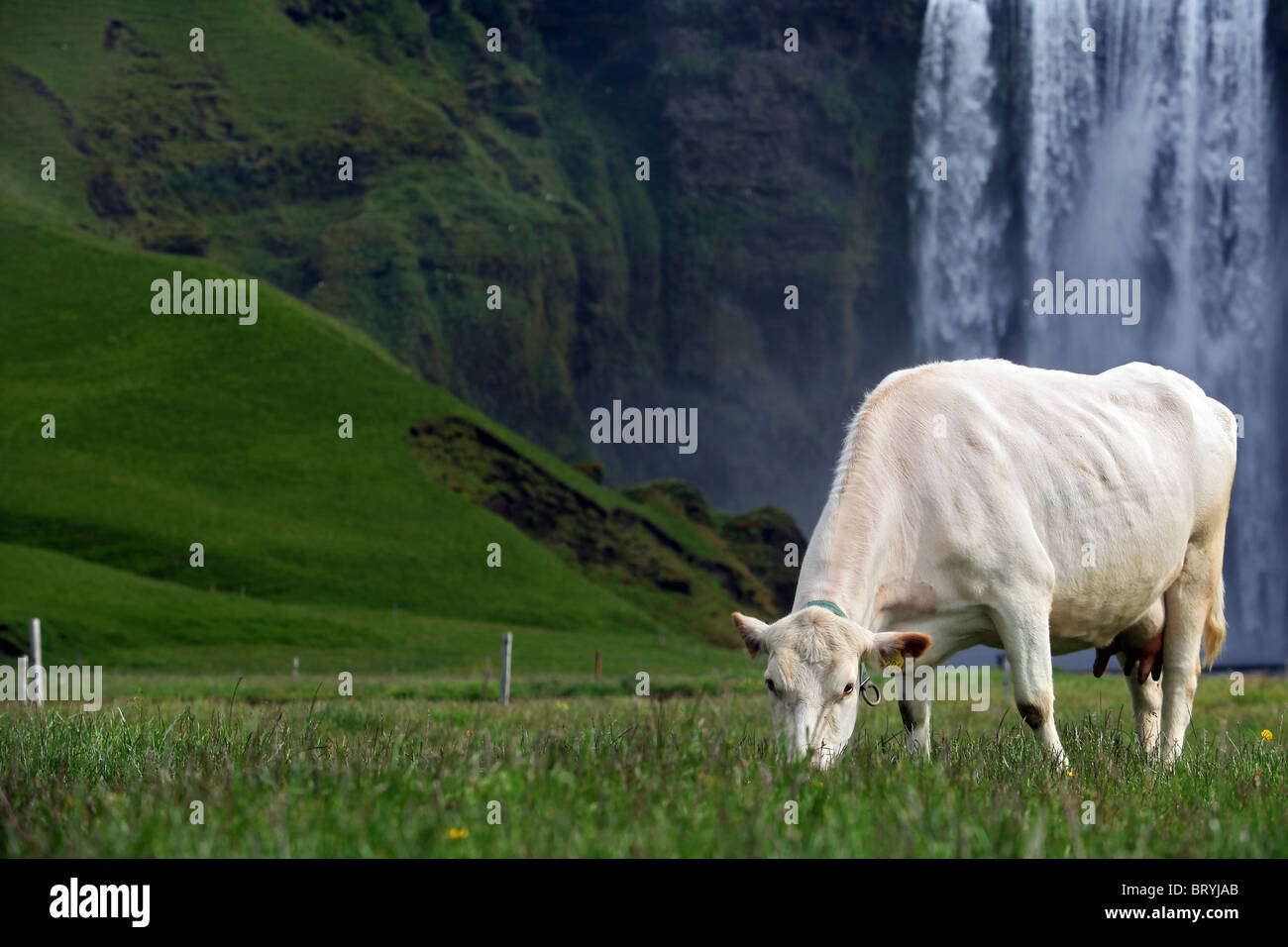 ICELANDIC COW WITH THE SELJALANDSFOSS WATERFALL IN THE BACKGROUND ...
