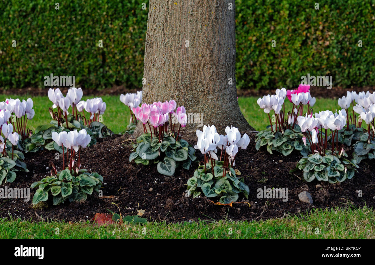Underplanting tree hi-res stock photography and images - Alamy