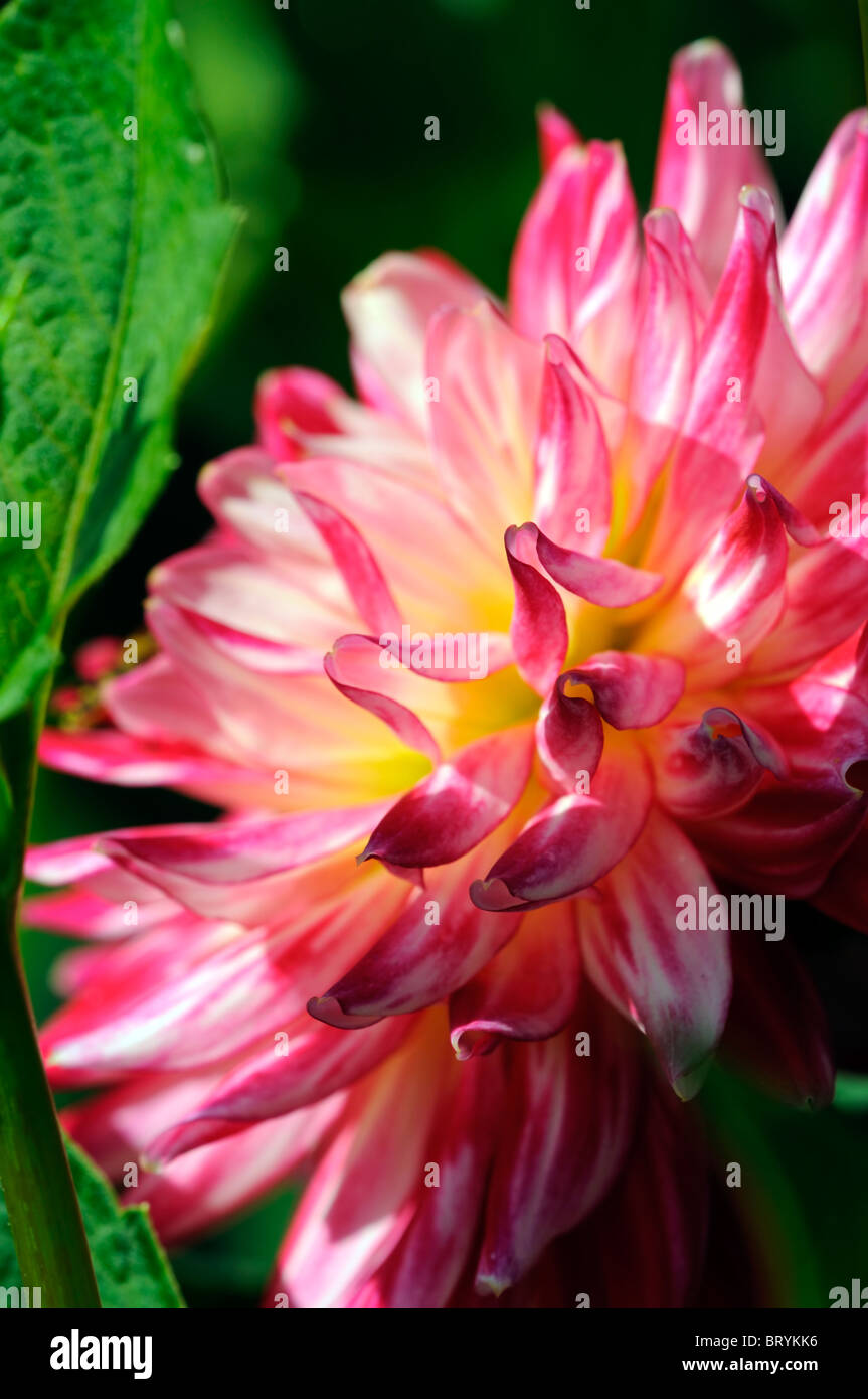 dahlia cha cha Semi Cactus type variety hybrid White Dark Red color ...