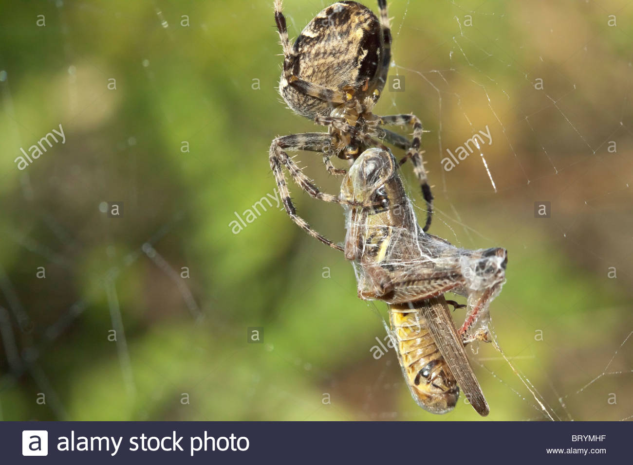Spider Eating Stock Photos & Spider Eating Stock Images - Alamy