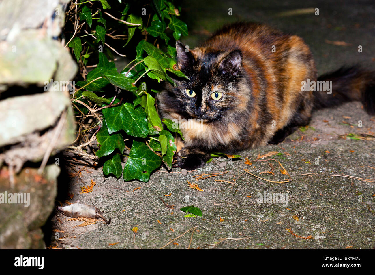 Dead tortoise hi-res stock photography and images - Alamy