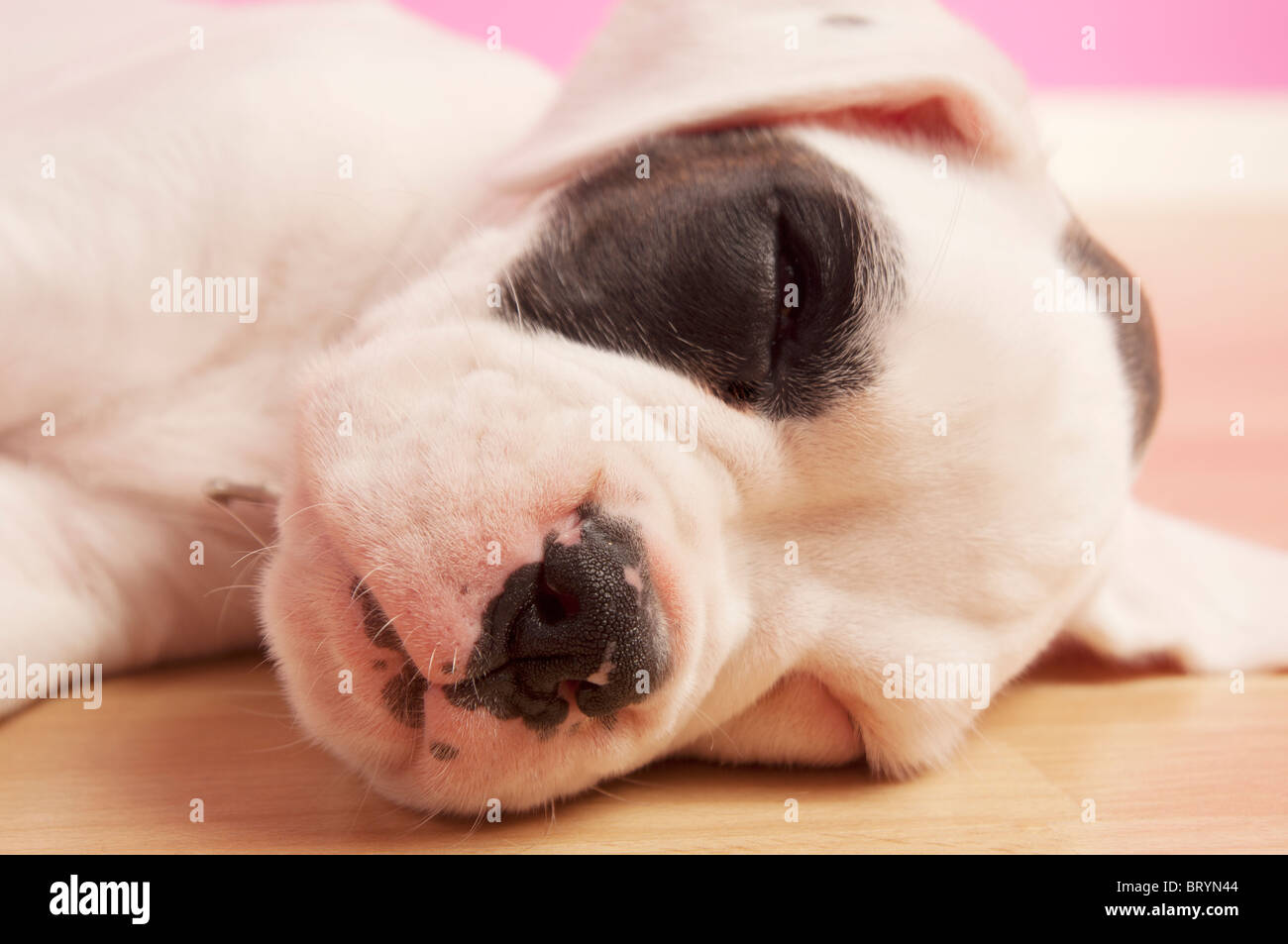 Cute boxer puppy sleeping Stock Photo - Alamy
