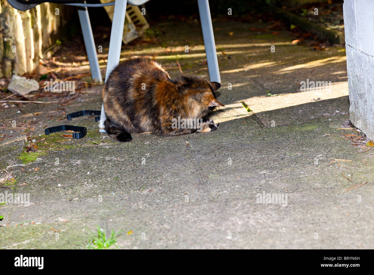 Stray Cats Tortoise Shell