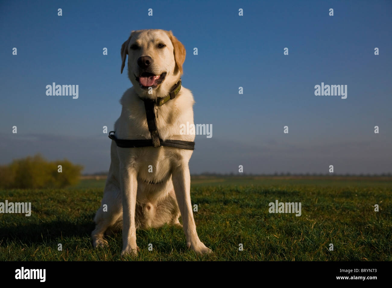 Yellow Labrador wearing harness sitting on grass Stock Photo - Alamy