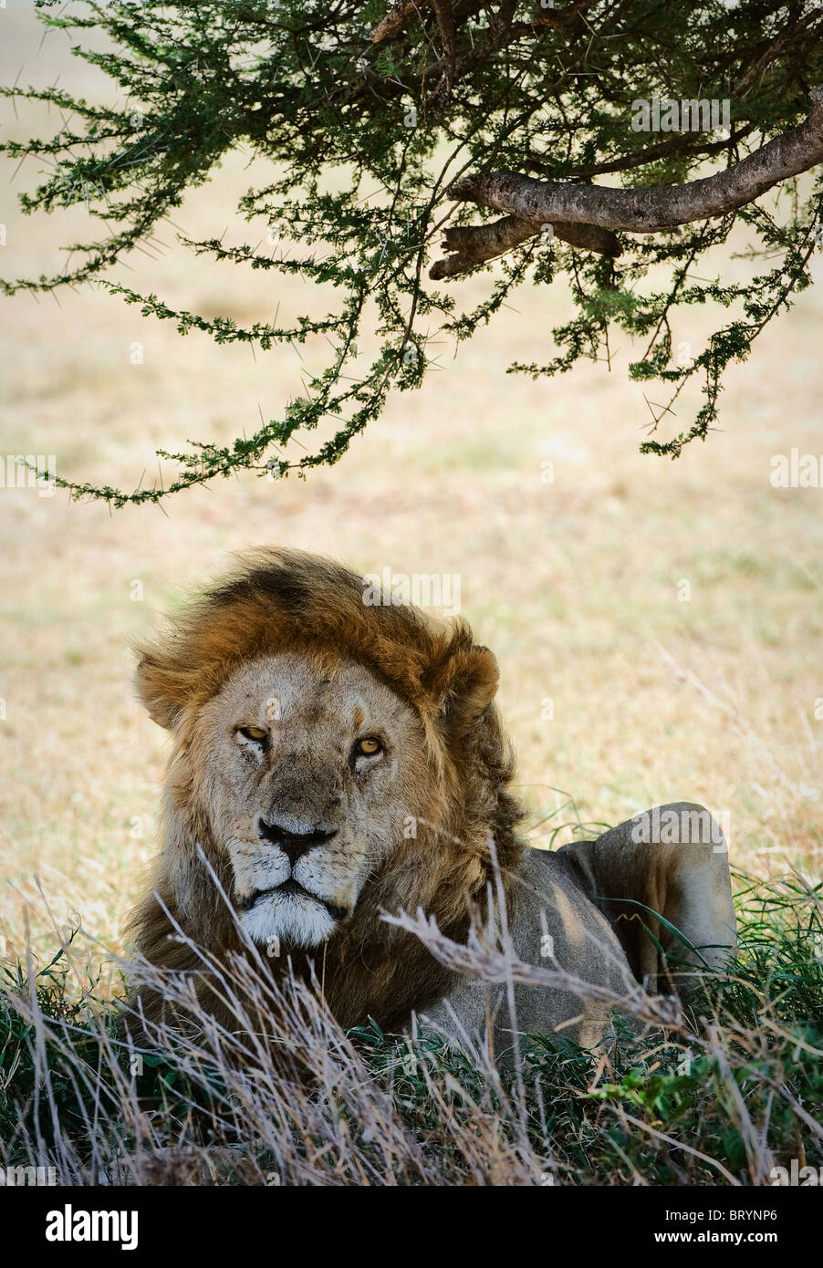 Lonely lion hi-res stock photography and images - Alamy