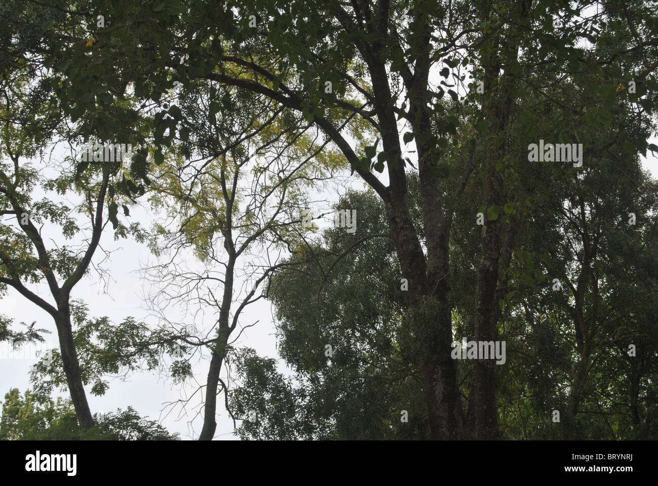 Trees in a grove Stock Photo - Alamy