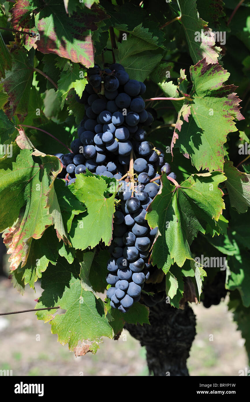 Vine - Grape - vineyard (Vitis vinifera) french table grape "Alphonse ...