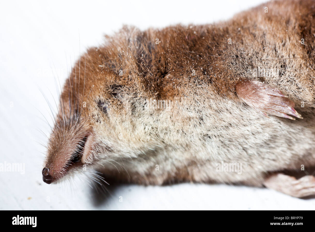 Dead Common Shrew Soricidae Sorex araneus Stock Photo - Alamy