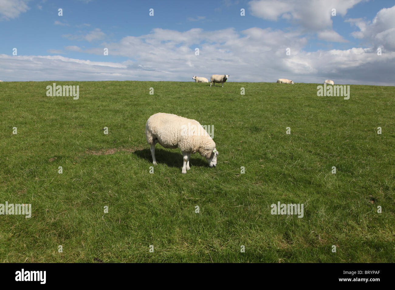 Dikes netherlands hi-res stock photography and images - Alamy