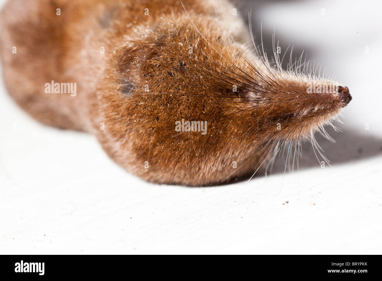 Soricidae hi-res stock photography and images - Alamy