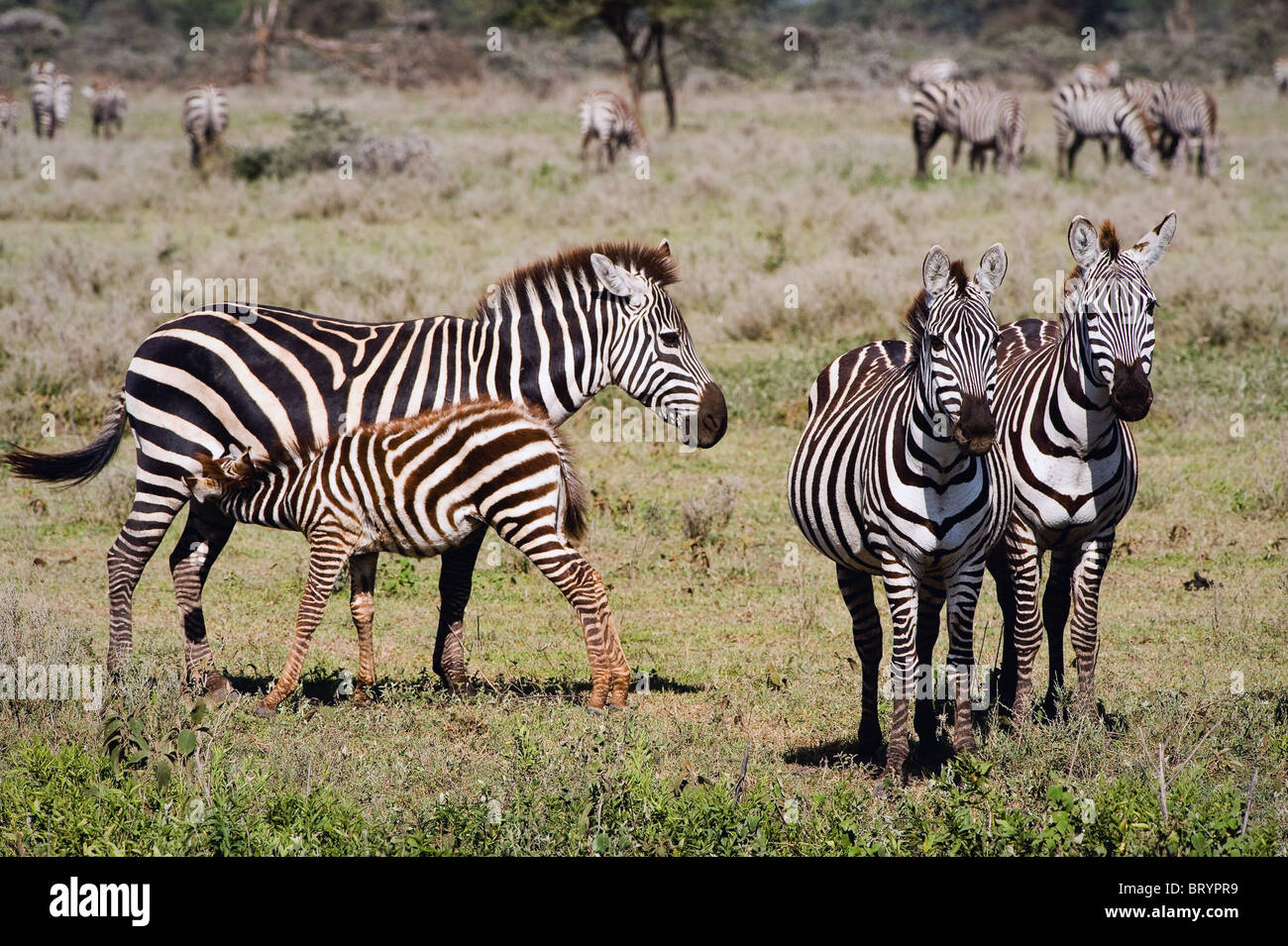 Mom and baby zebras hi-res stock photography and images - Alamy