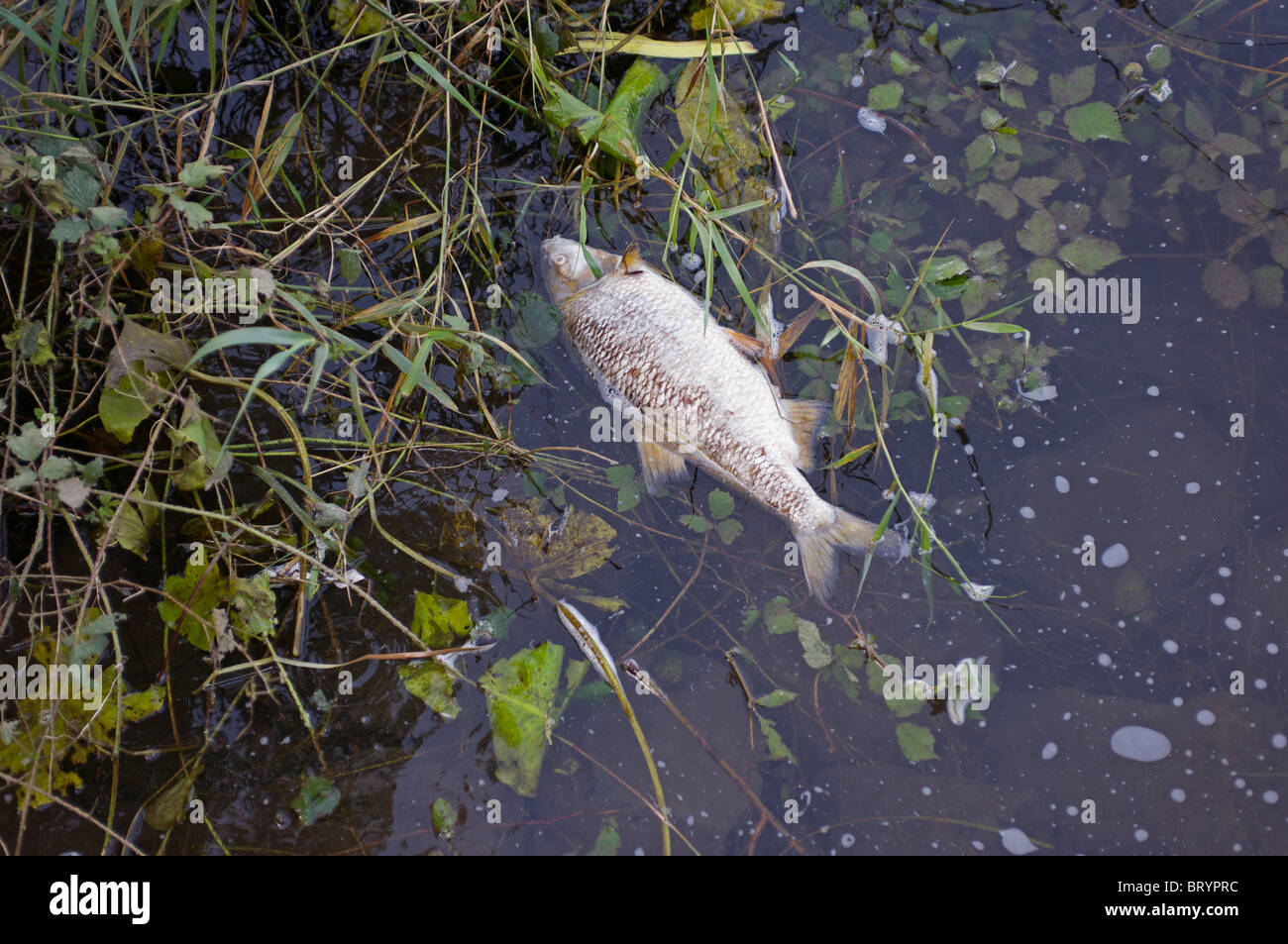 Dead fish, river Ruhr, Duisburg, Germany Stock Photo - Alamy