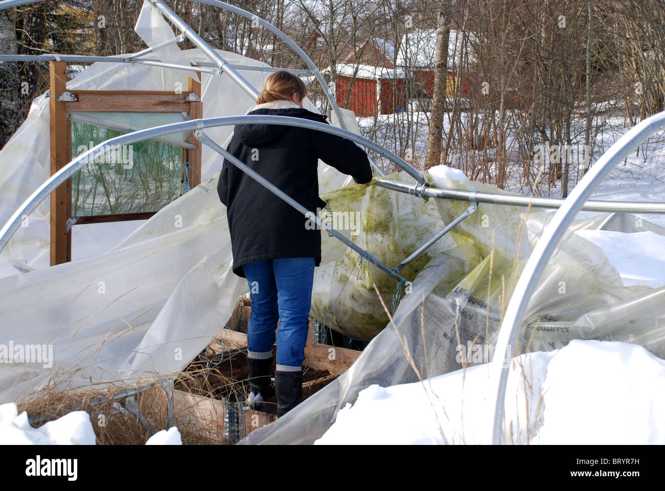 Greenhouse gardening disaster hi-res stock photography and images - Alamy