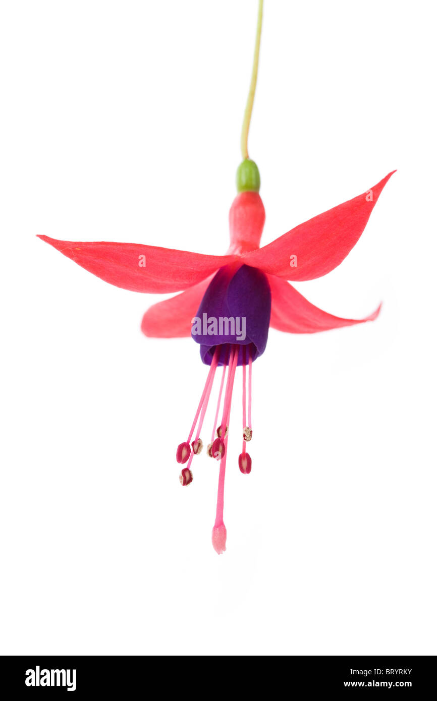 Fuschia High Resolution Stock Photography and Images - Alamy