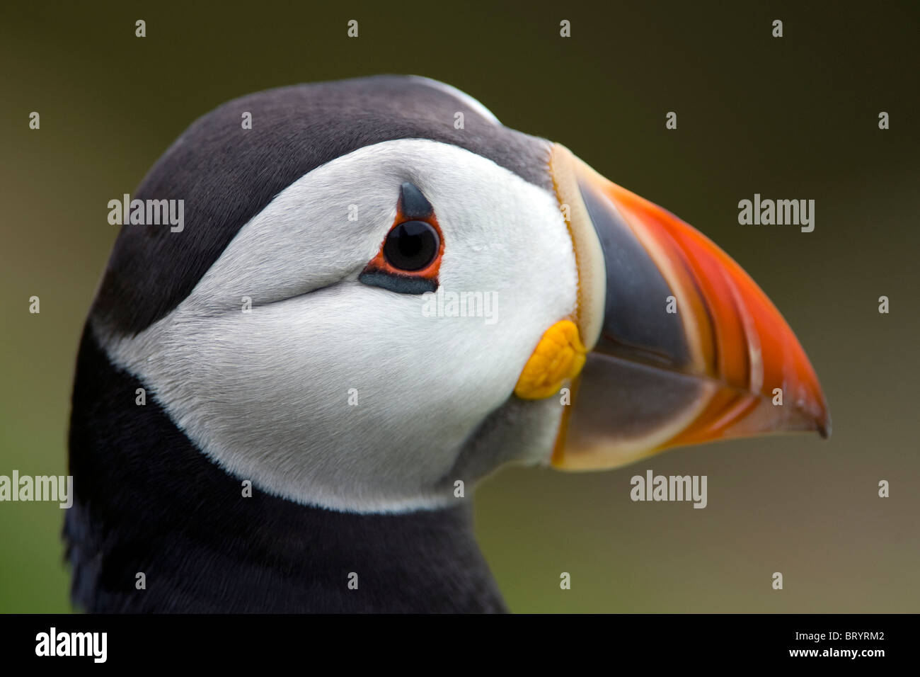 Landscape puffins head hi-res stock photography and images - Alamy