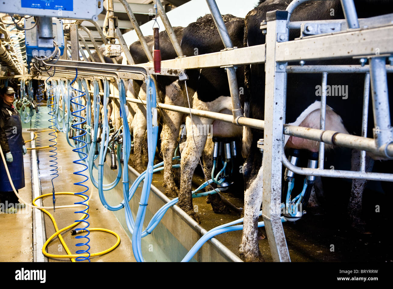 Cow Being Milked High Resolution Stock Photography and Images - Alamy