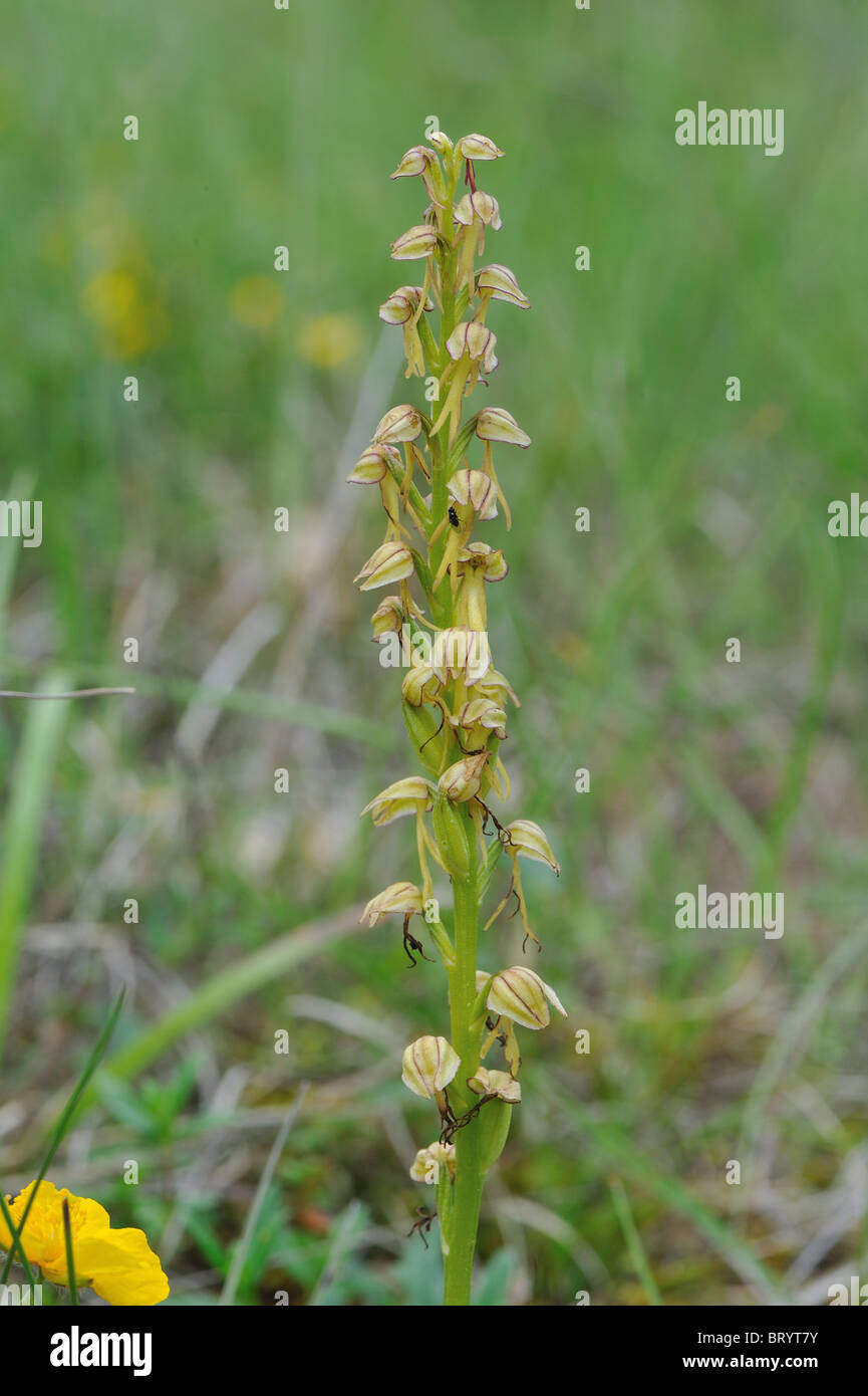 Man orchid (Aceras anthropophorum - Orchis anthropophora) flowering at ...