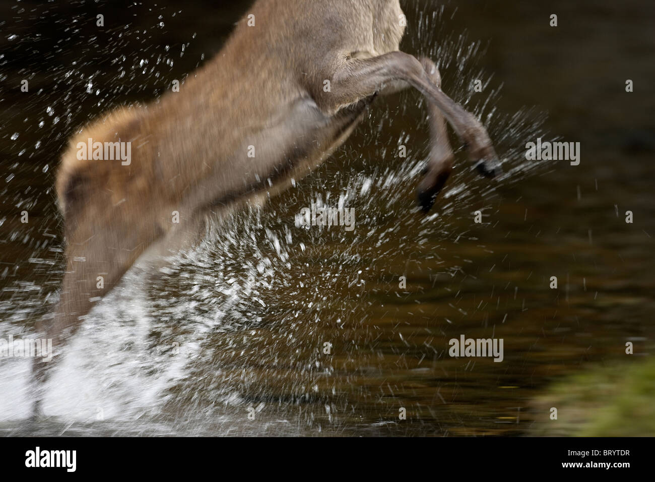 Red Deer, Cervus elaphus crossing and jumping out of a stream, Isle of ...