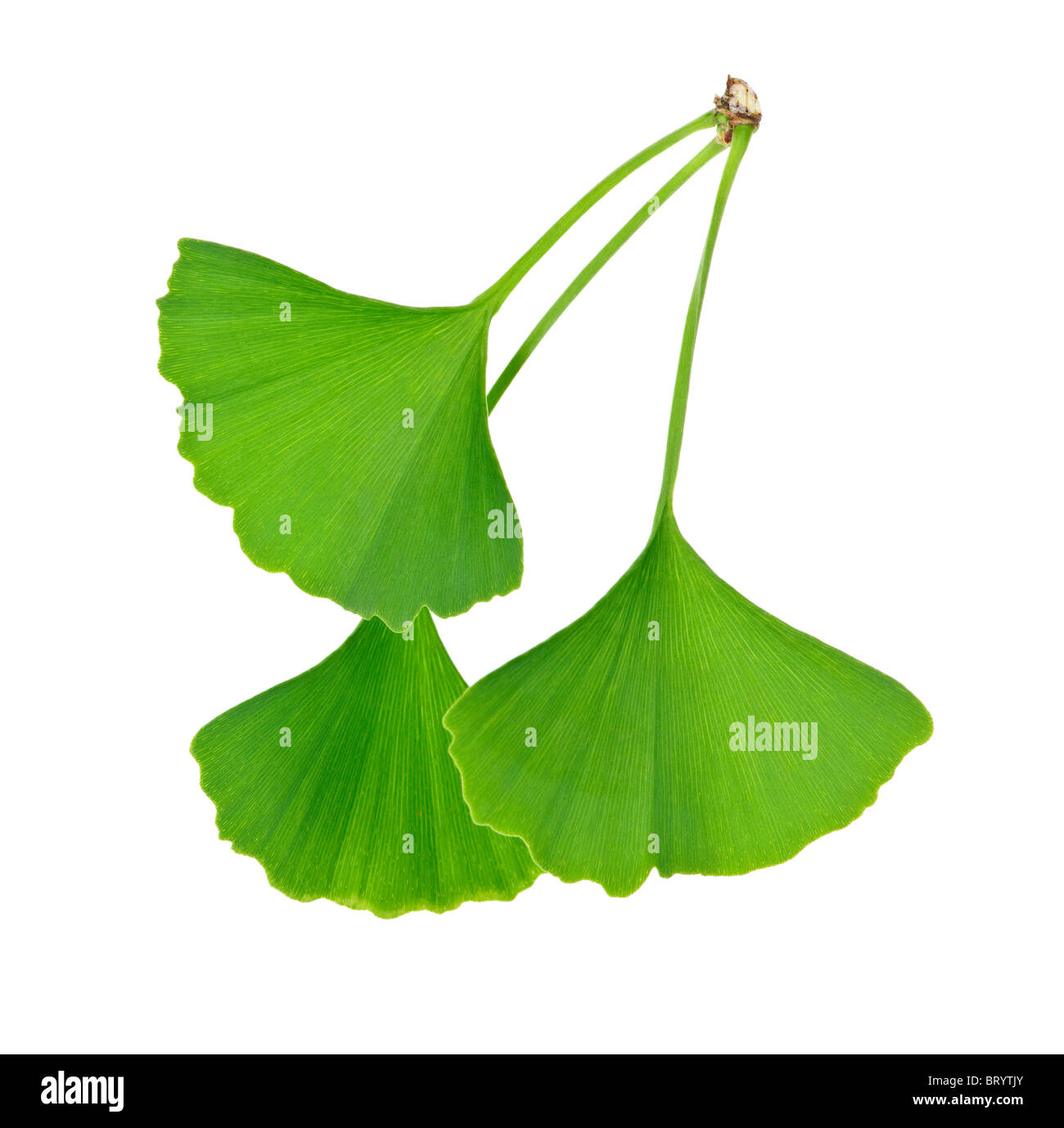 Three green ginkgo biloba leaves isolated on white background Stock ...