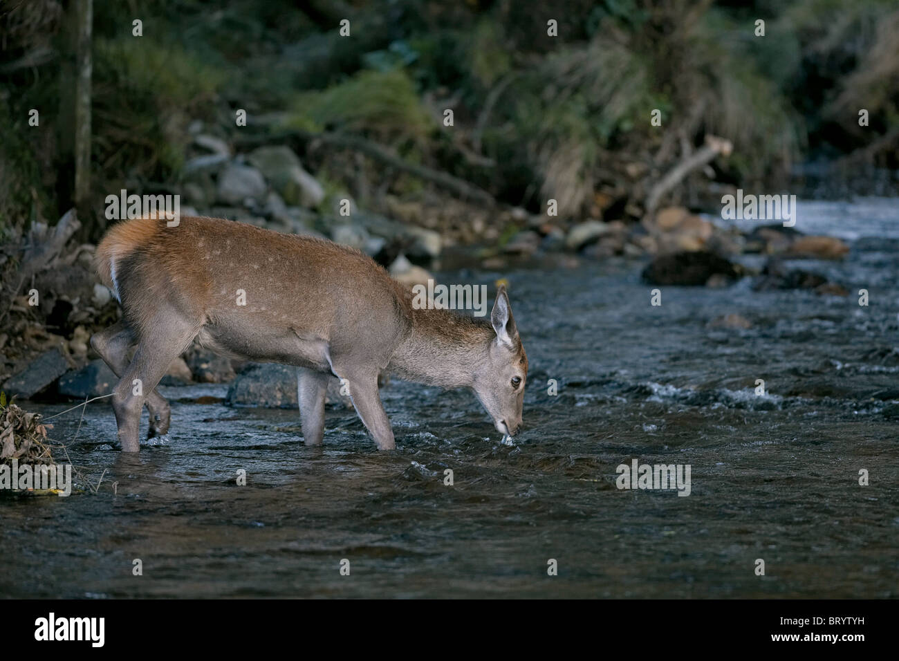 Deer drinking stream hi-res stock photography and images - Alamy
