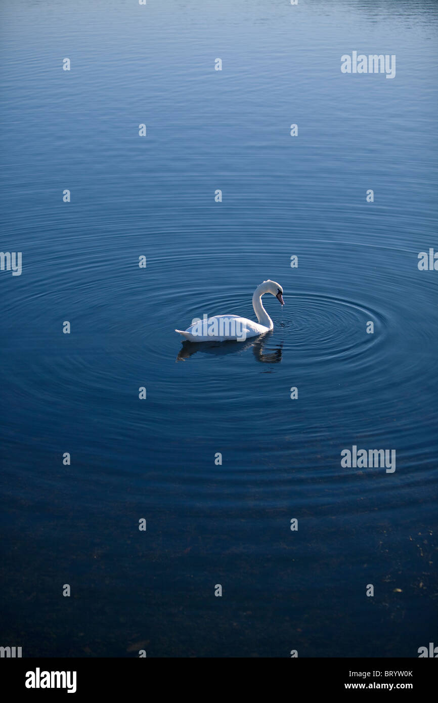Swam swimming in a pond Stock Photo - Alamy