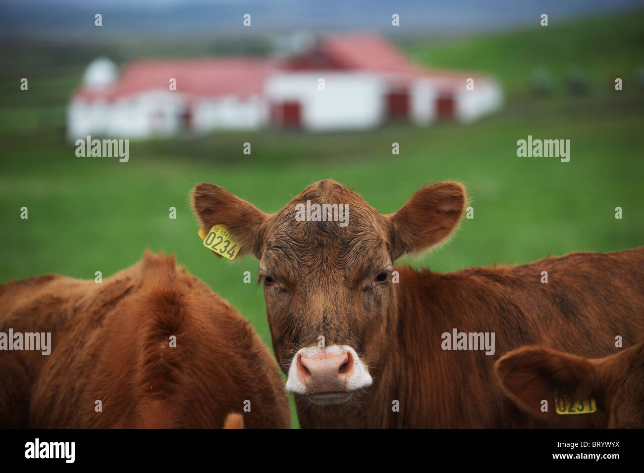 ICELANDIC COW ON THE REYKHOLT PLAIN, EUROPE, ICELAND Stock Photo - Alamy