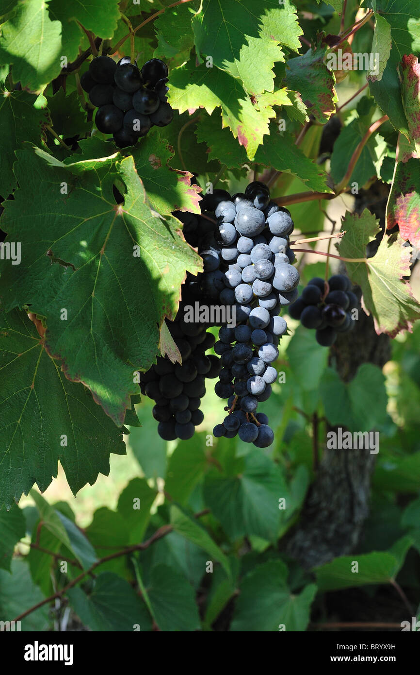 Fruit grape vine vitis vinifera hi-res stock photography and images - Alamy