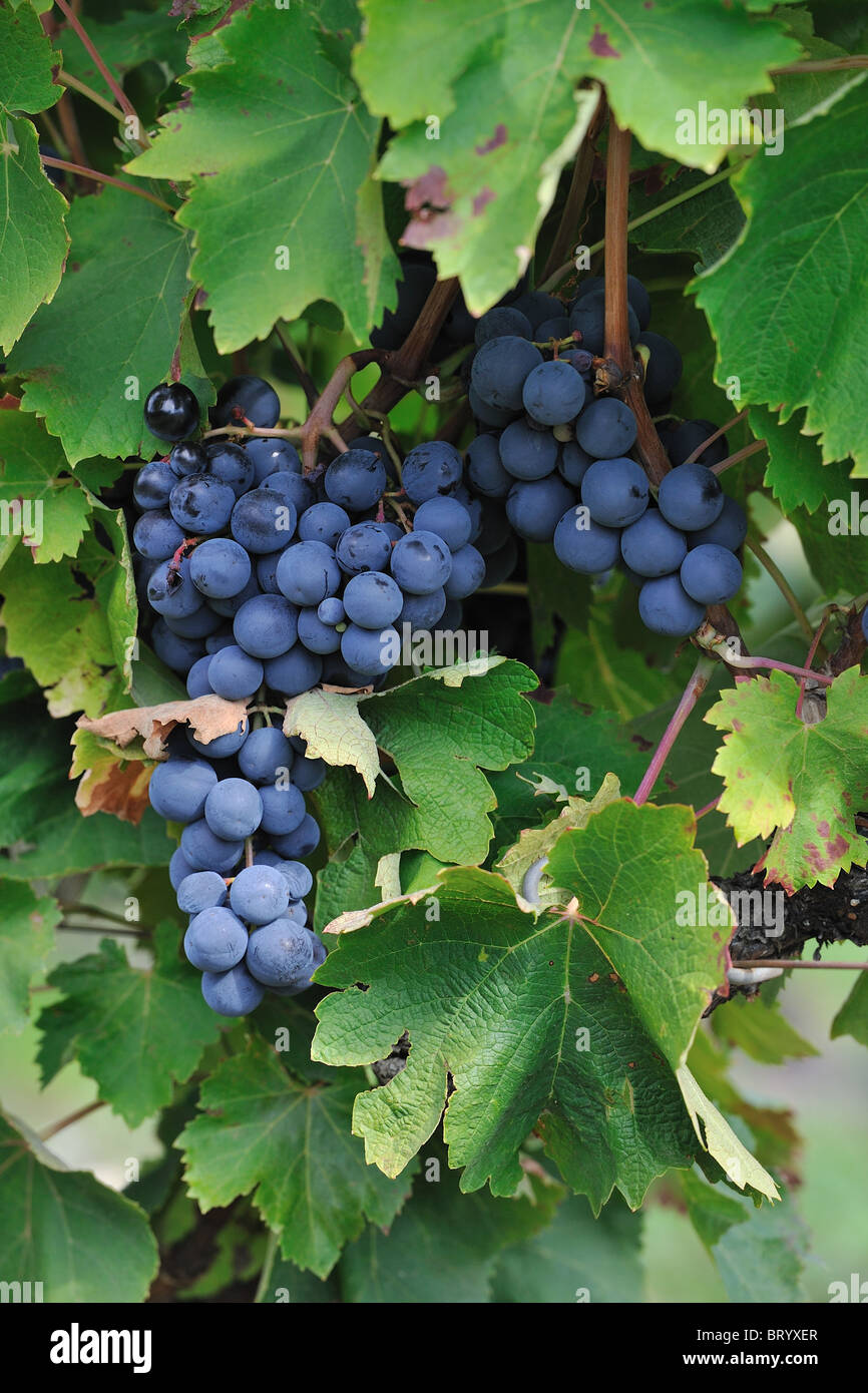 Fruit grape vine vitis vinifera hi-res stock photography and images - Alamy