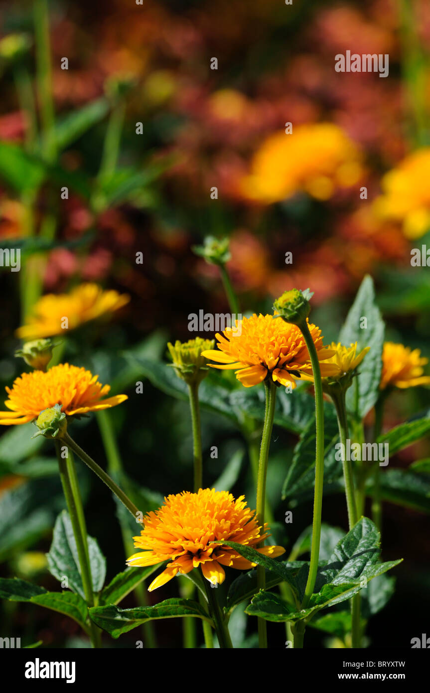 Heliopsis helianthoides var scabra Orange yellow Sunflower False Orange ...