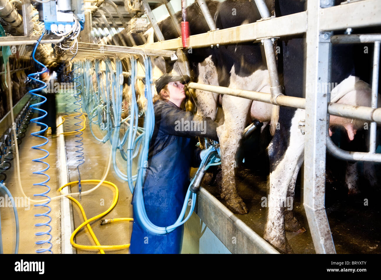 Cow Being Milked High Resolution Stock Photography and Images - Alamy