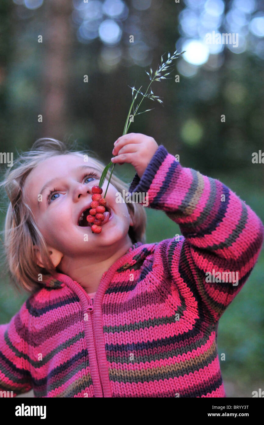 LITTLE GIRL EATING WILD STRAWBERRIES, SOMME (80), PICARDY, FRANCE Stock ...