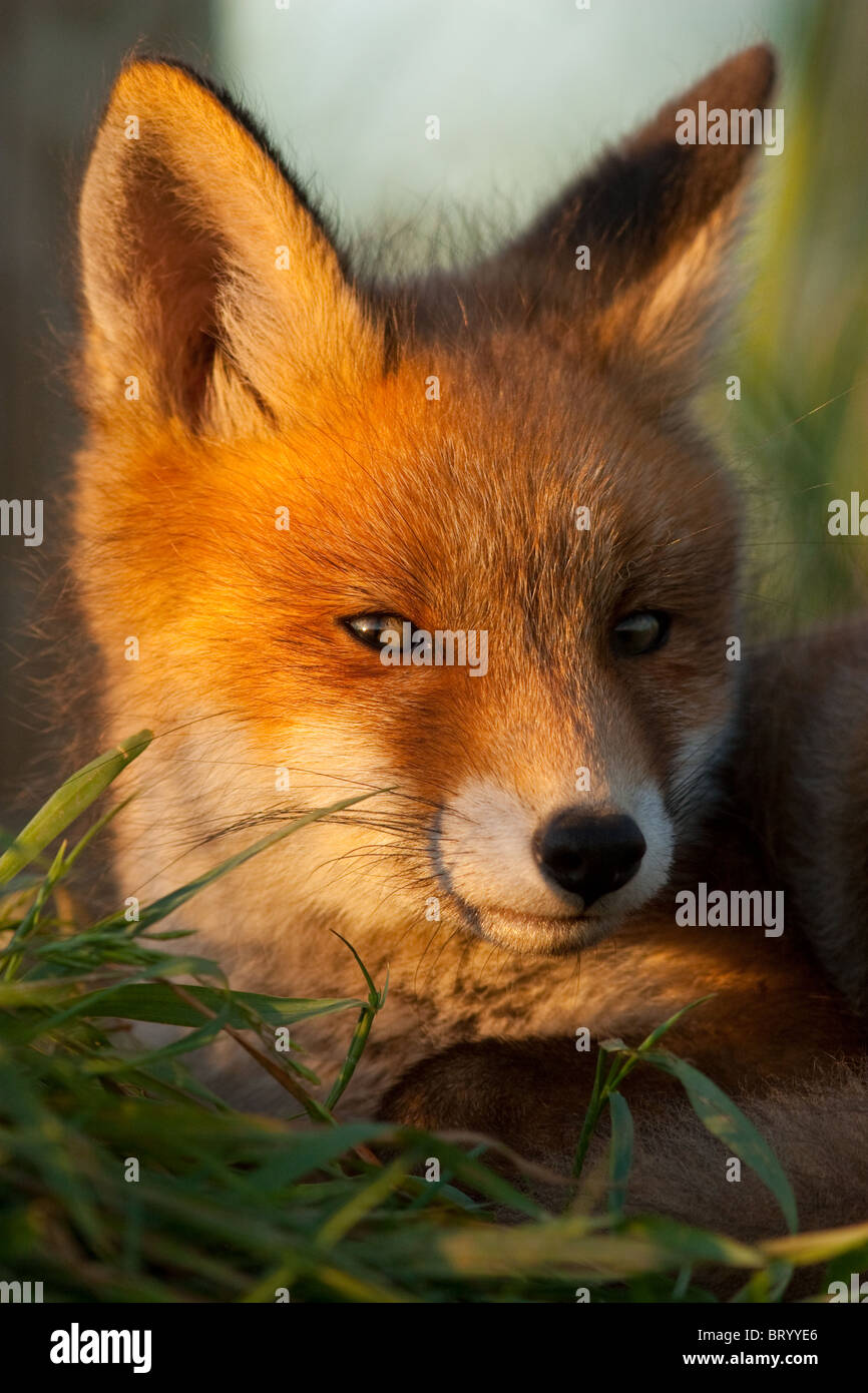 Portrait of wild, young Red Fox (Vulpes vulpes). Europe Stock Photo - Alamy