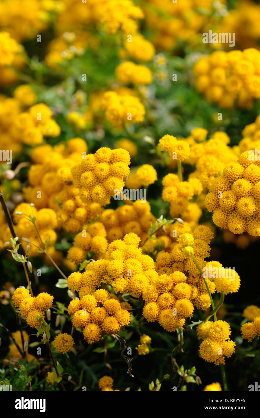 Lonas inodora 'Gold rush' yellow ageratum flower Stock Photo - Alamy