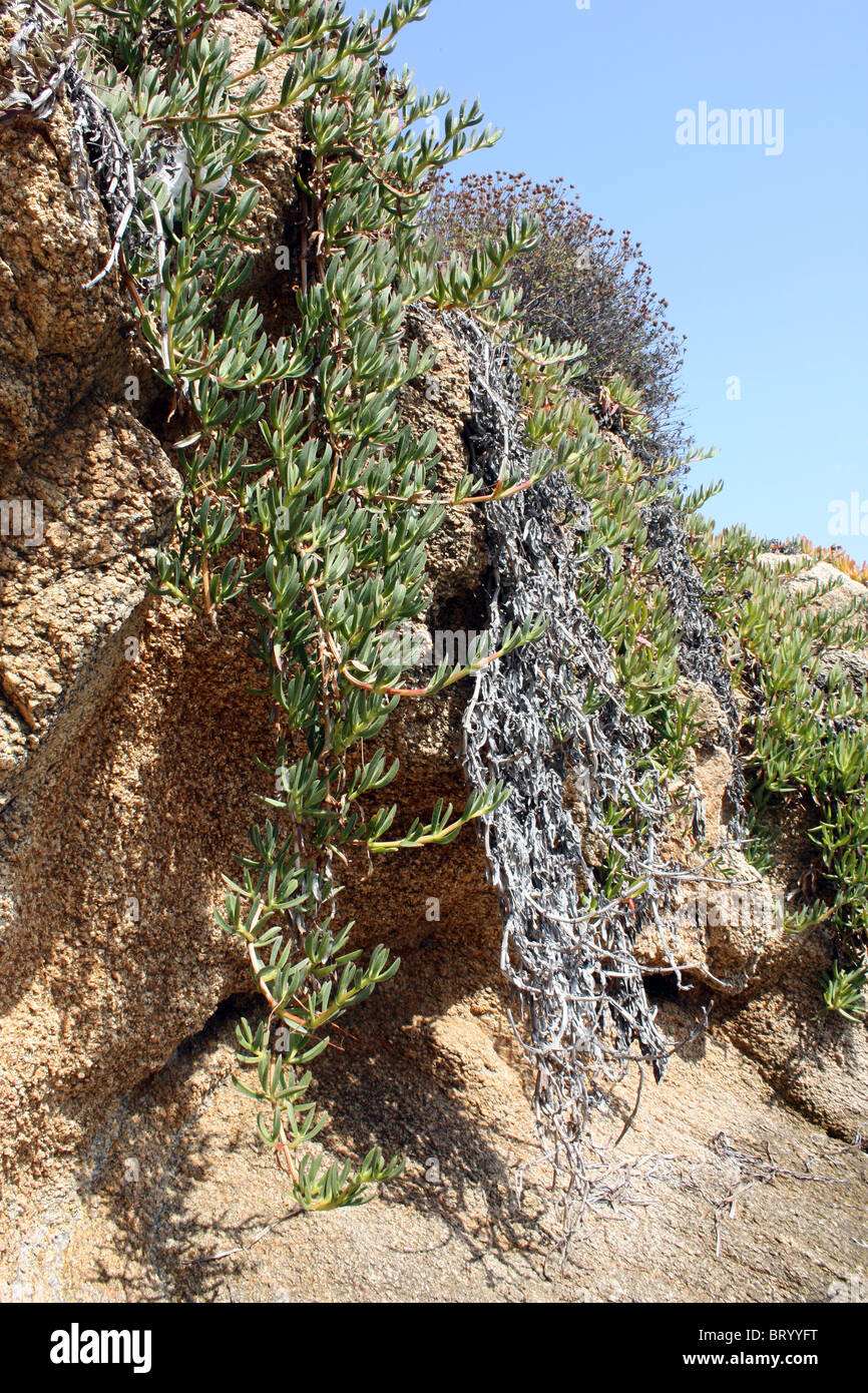 Coastal vegetation plant plants hi-res stock photography and images - Alamy