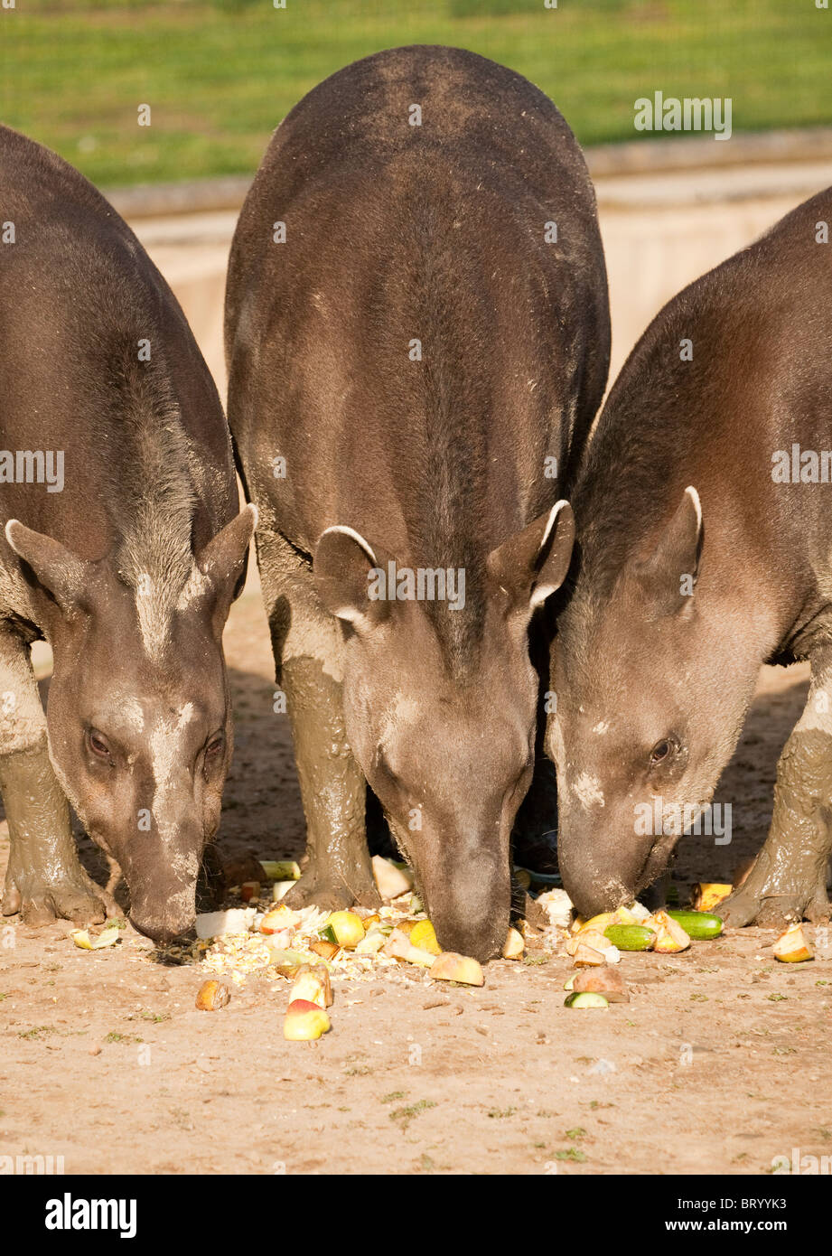 Tapir eating hi-res stock photography and images - Alamy