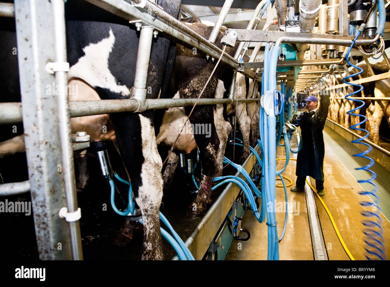 Milking dairy hi-res stock photography and images - Alamy
