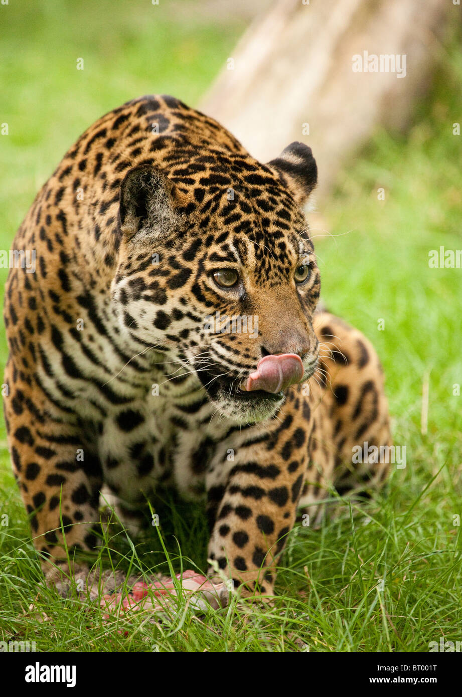 Jaguar eating hi-res stock photography and images - Alamy