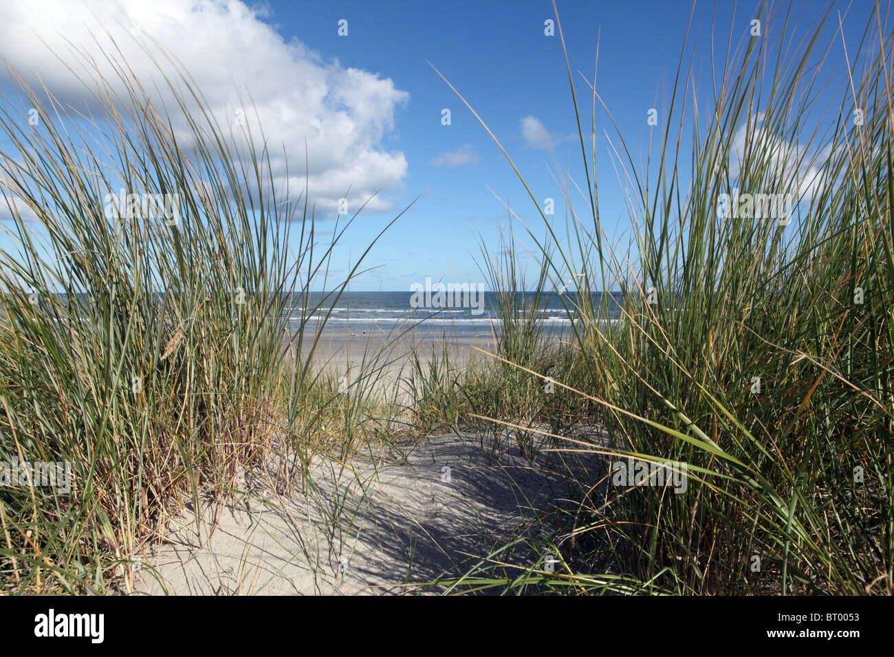 nature reserve in Holland Stock Photo - Alamy