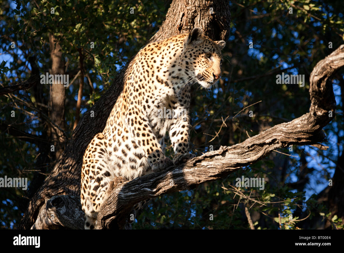 Leopard climbing on a tree hi-res stock photography and images - Alamy