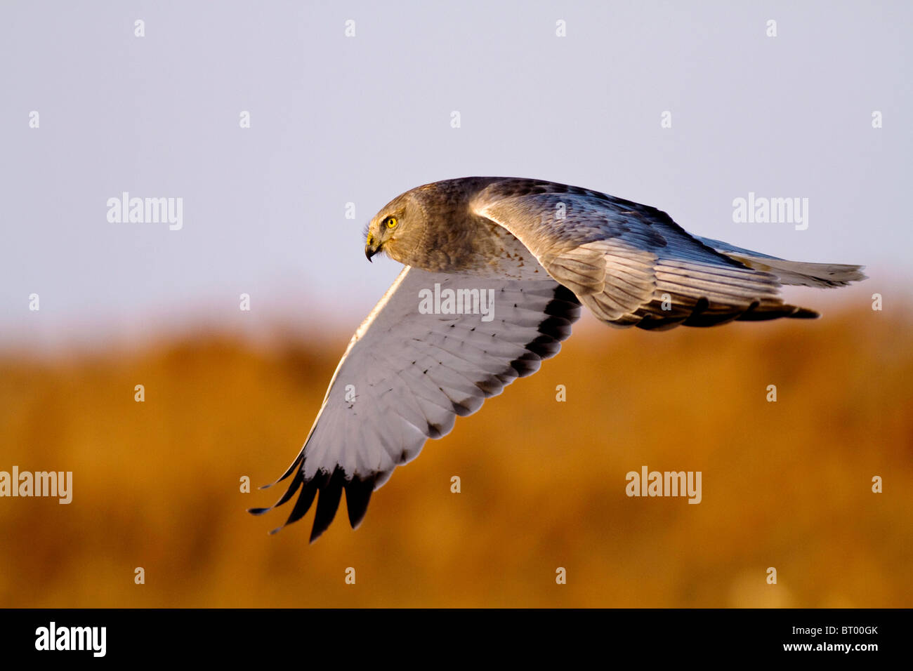 Harrier hawk hunting Stock Photo - Alamy