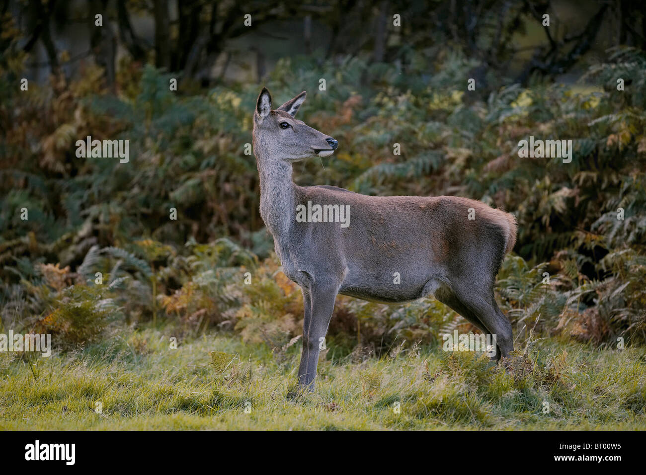 Deer hind scotland scottish wildlife hi-res stock photography and ...