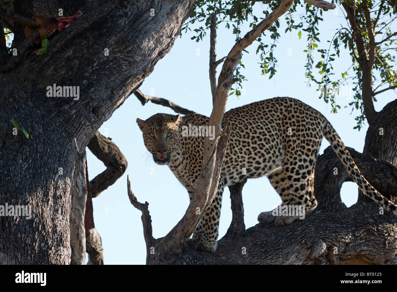 Leopard Guarding Impala Kill in Acacia Tree Stock Photo - Alamy