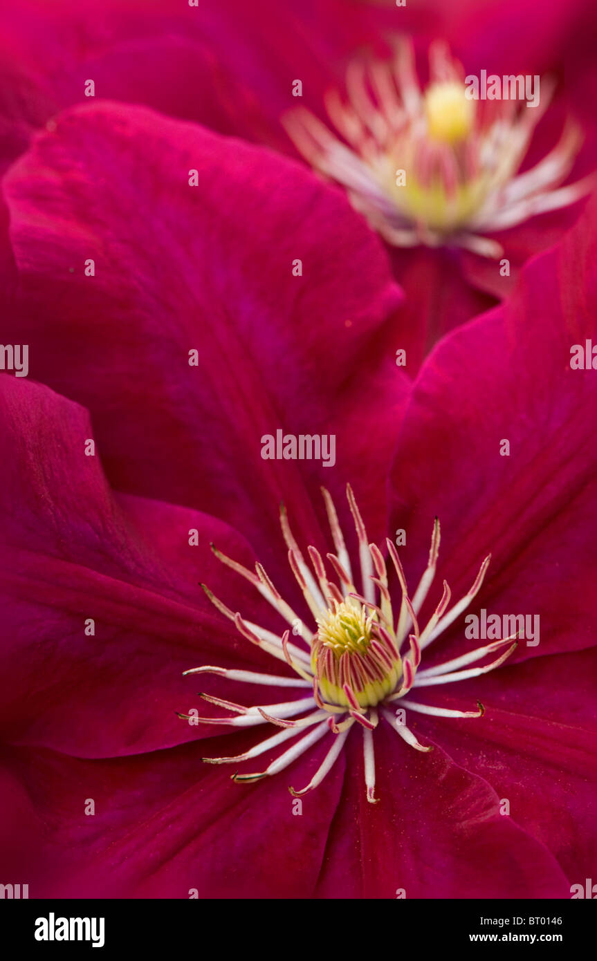 A close-up of Clematis 'Ville De Lyon' flowers Stock Photo - Alamy