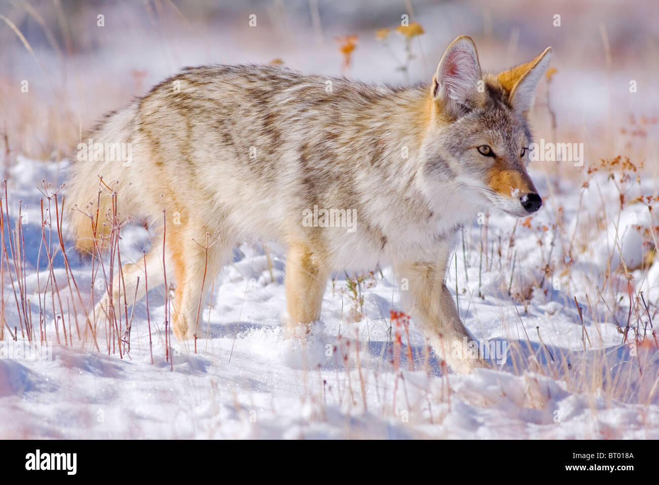 Coyote on the hunt for voles Stock Photo - Alamy