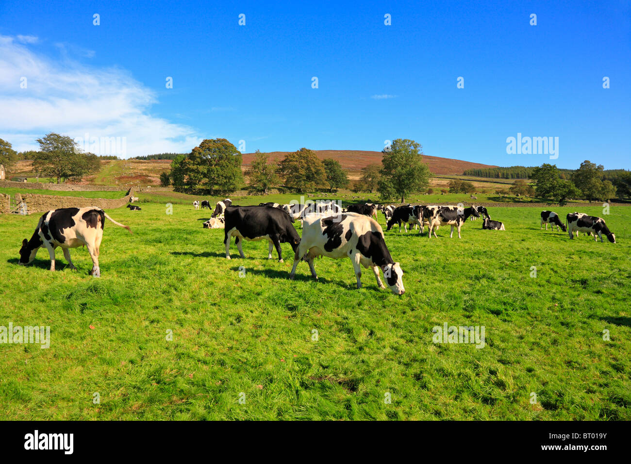 Craven heifer hi-res stock photography and images - Alamy