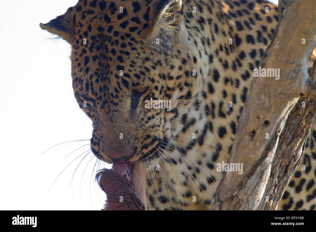 Leopard eating impala hi-res stock photography and images - Alamy