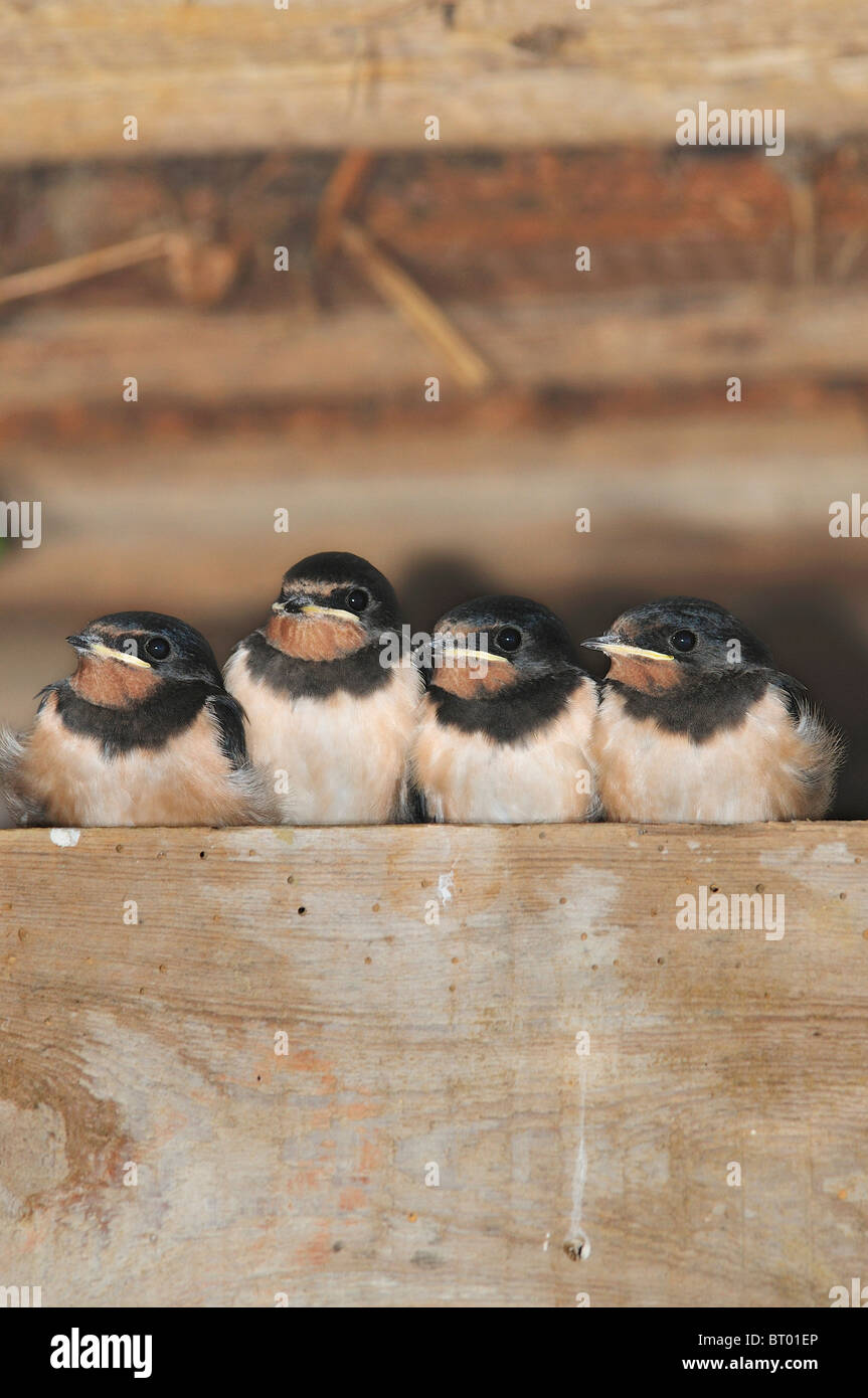 Four fledgling swallows waiting to be fed, perched on roof timbers in a ...