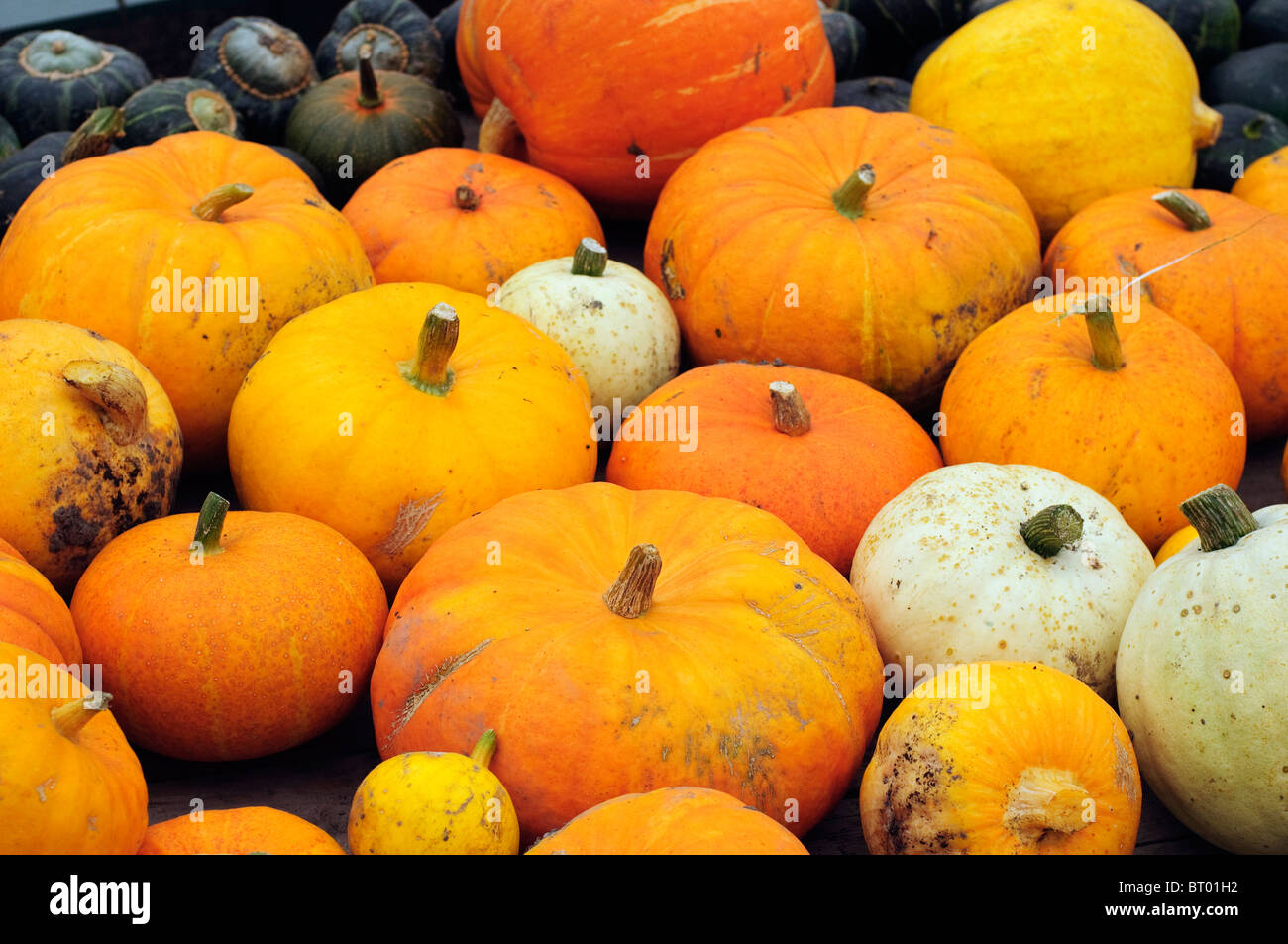 Pumpkins of different colors and sizes Stock Photo - Alamy